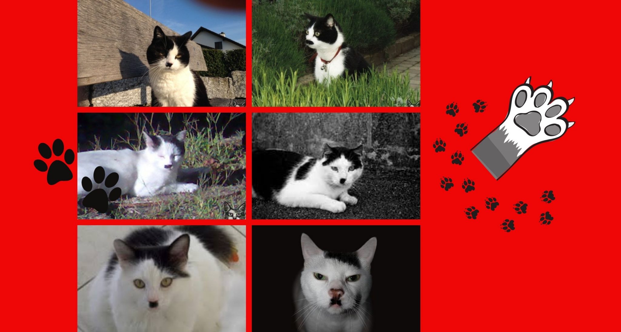 Kitlers - Cats that Look Like Hitler - Karen E. Lotter